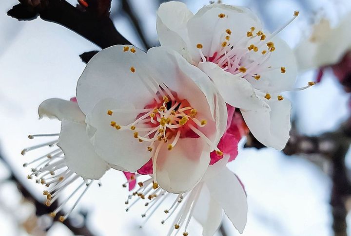 5 plants to grow and 5 to avoid in your zen garden