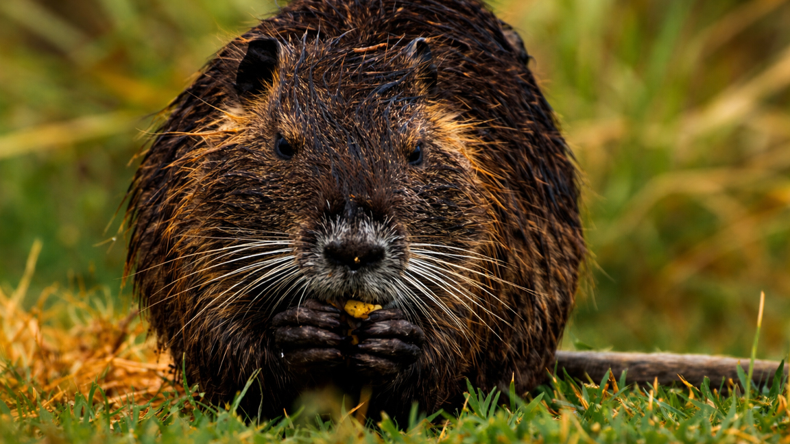 Nutria nel suo habitat naturale