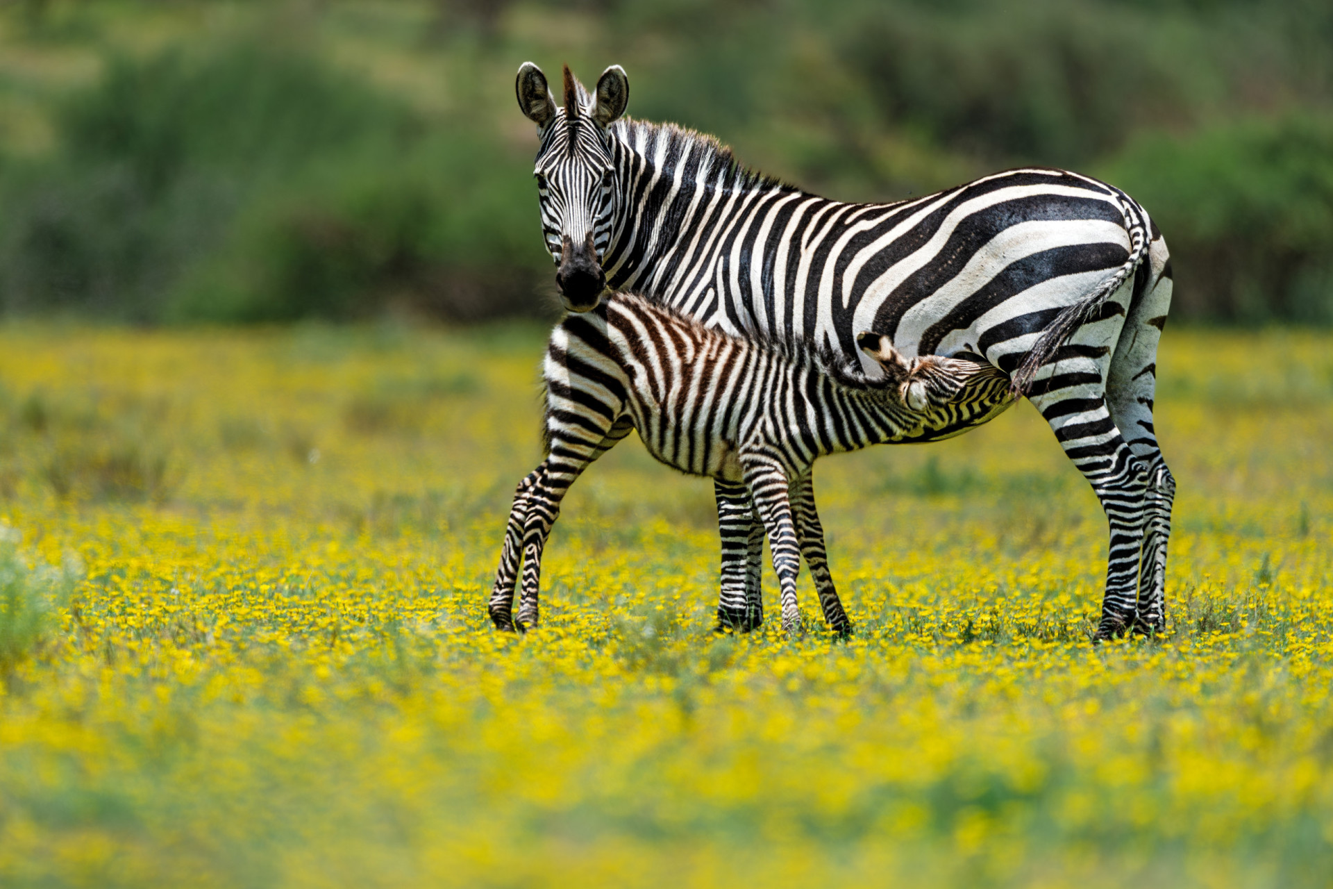 Animals that can walk minutes after birth
