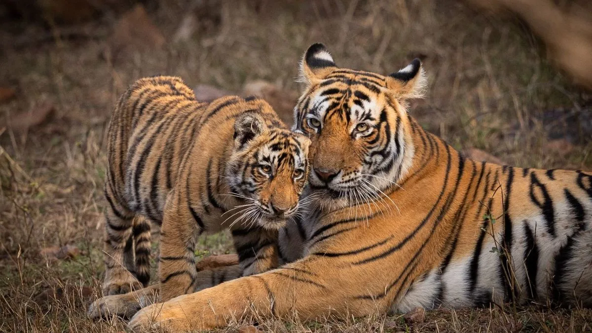 Wildlife activists demand action following poaching of tigress