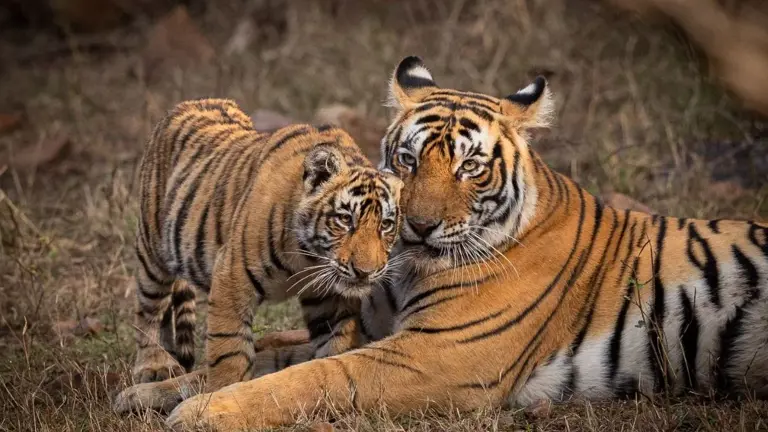 World Wildlife Day: PM reaffirms commitment to wildlife conservation