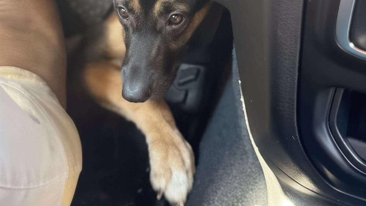 Man adopts German Shepherd puppy and the car ride home is chaos