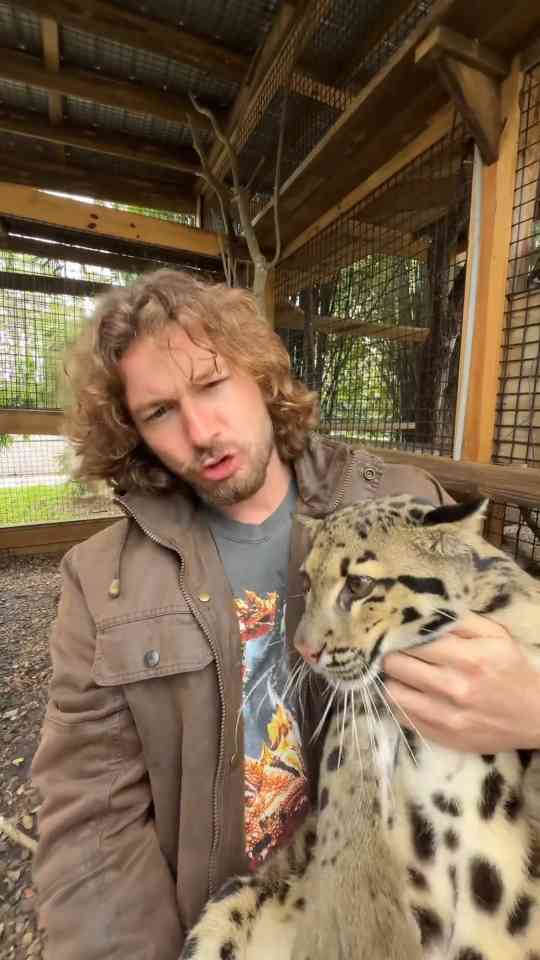 Clouded leopard cuddles!