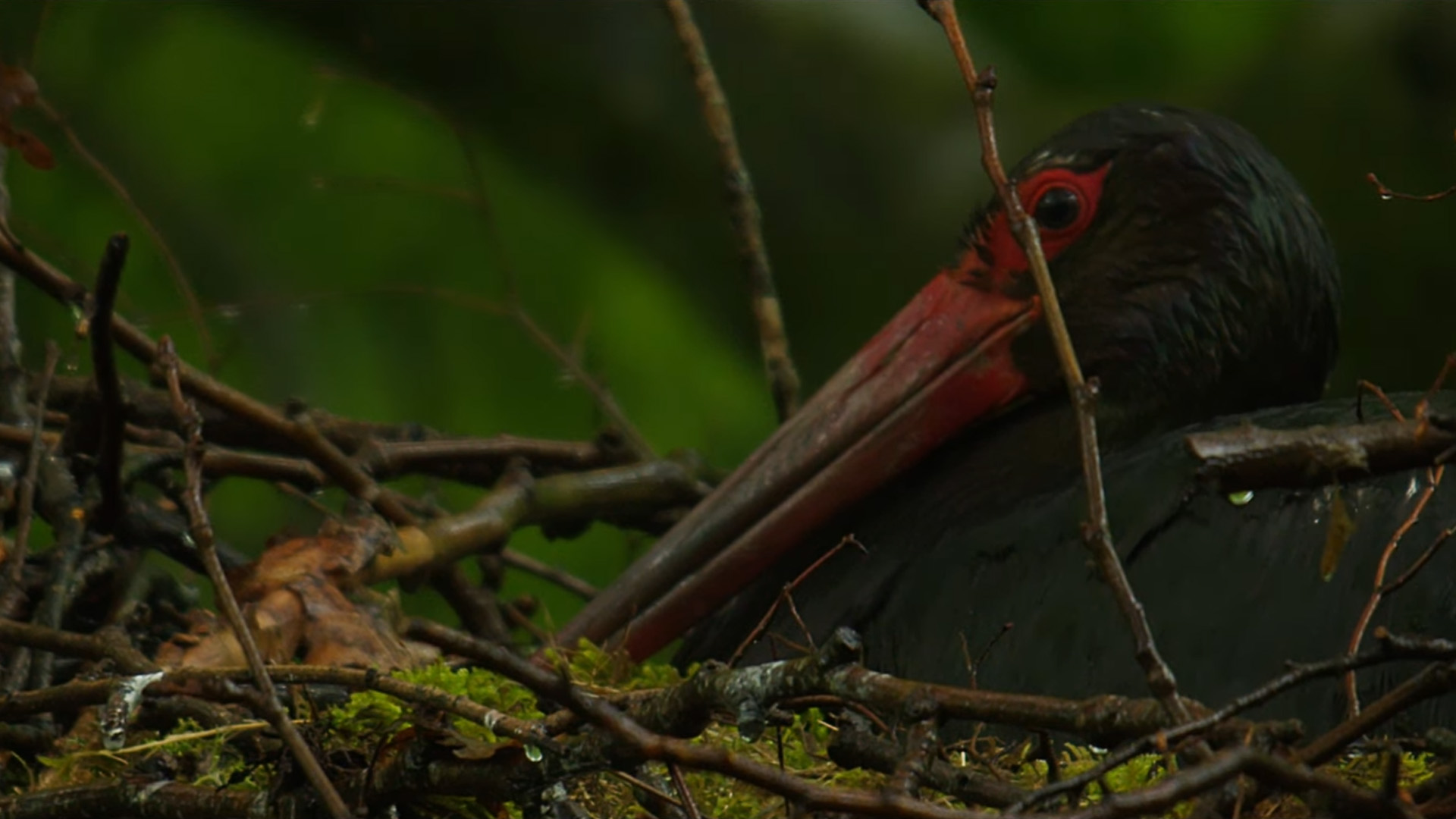Capturing rare black stork behavior in extreme weather