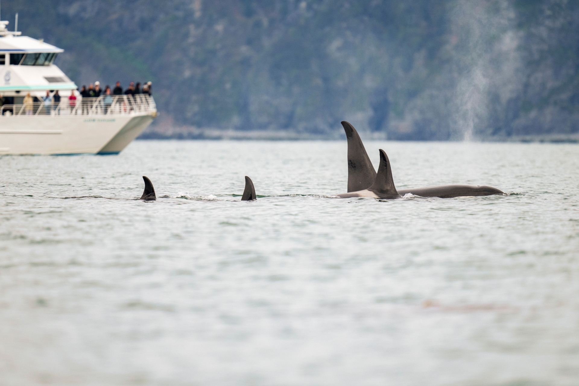 When yachts go down: Why orcas are evil geniuses