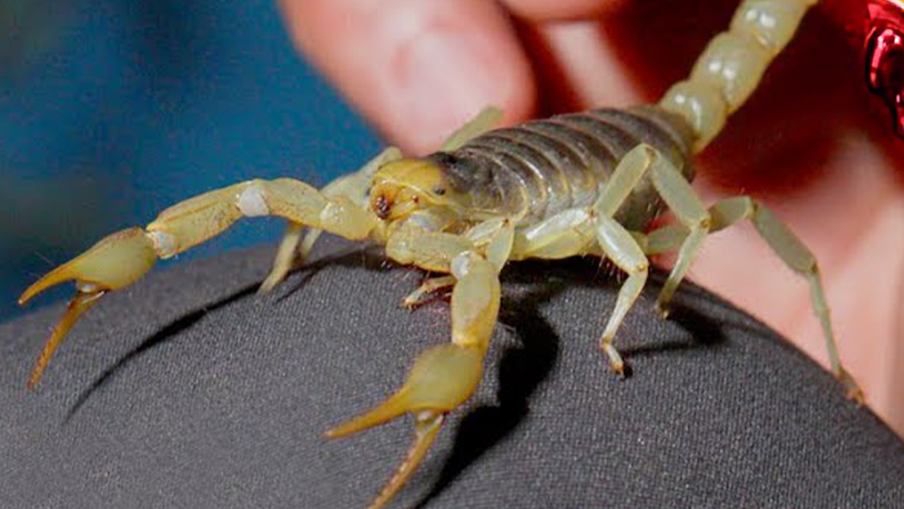 What happens if you handle a scorpion?
