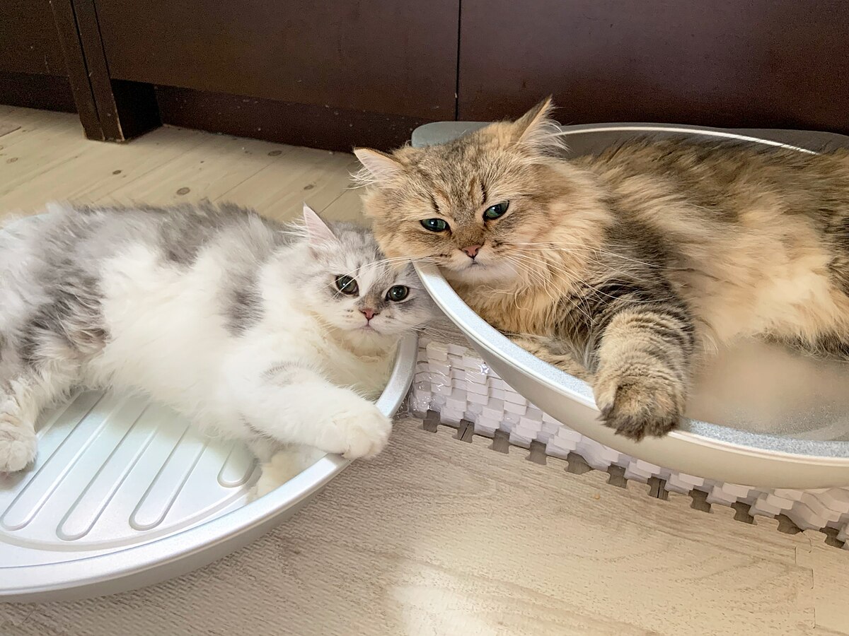 10 traits that set male and female cats apart