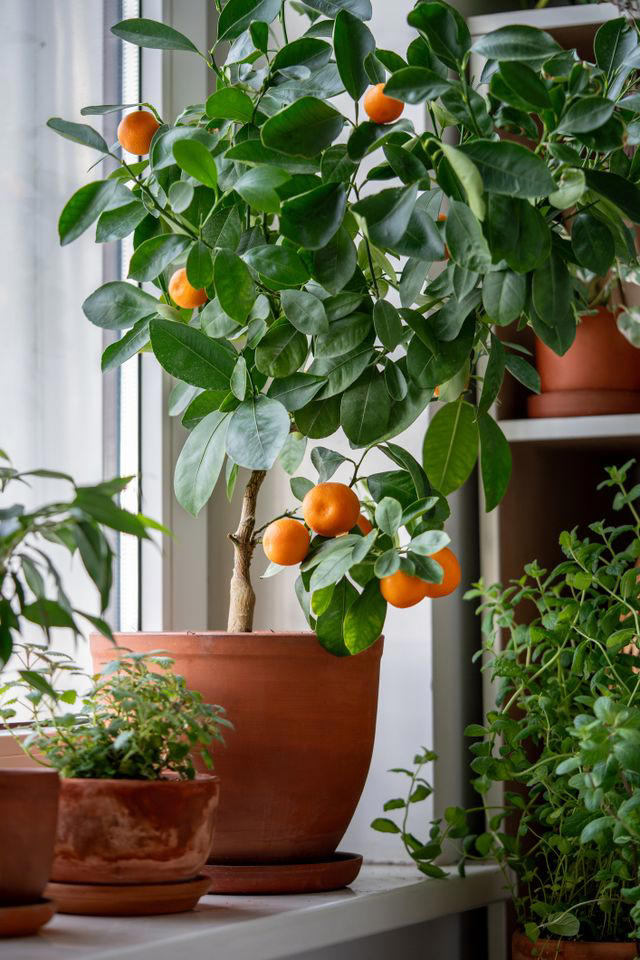 How to grow an orange tree indoors for fresh homegrown citrus