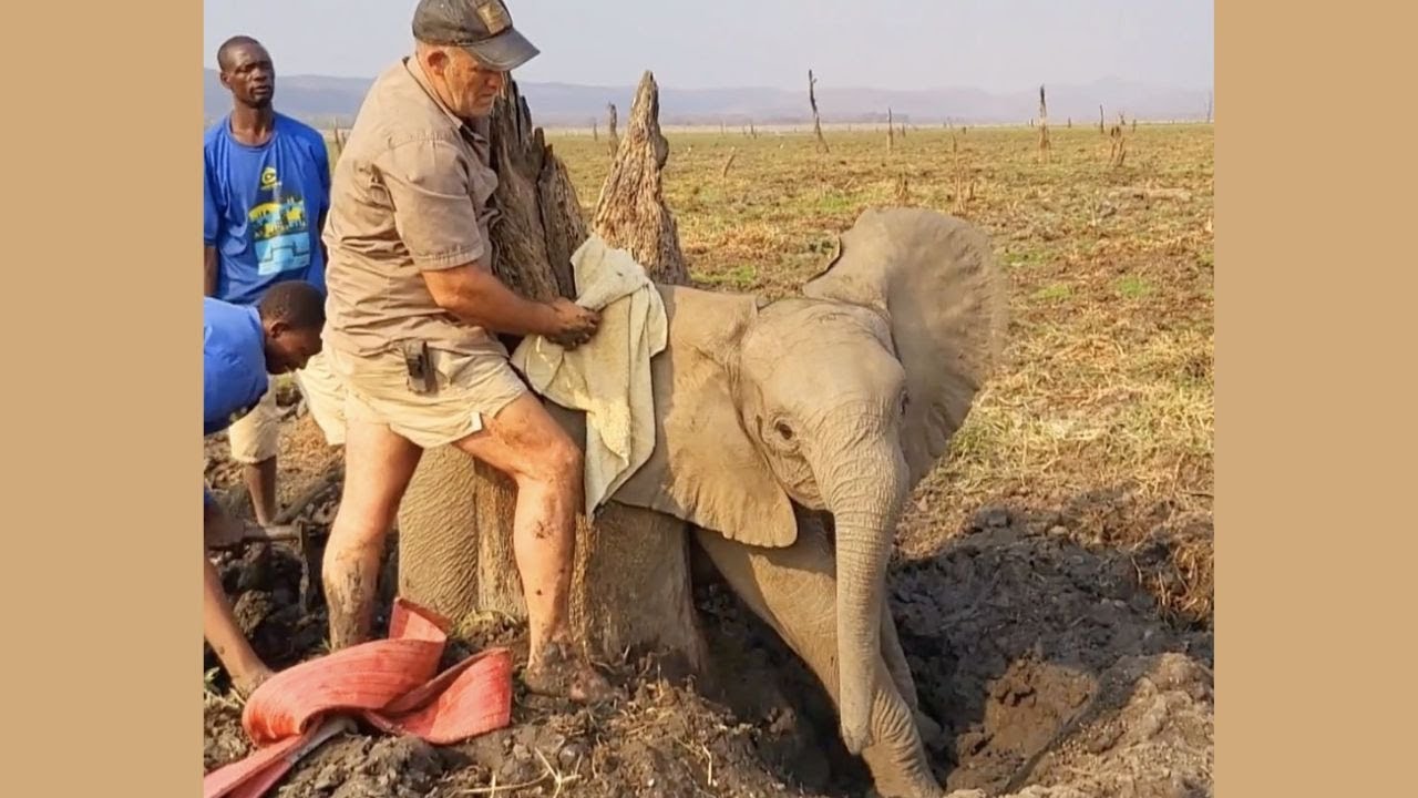 The heartwarming rescue of a trapped elephant