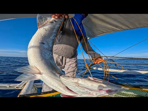 Big barracuda and grouper haul | Catch & sell