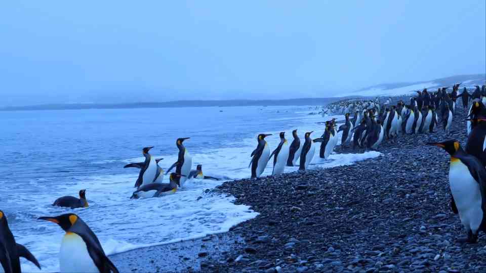Watch what happens when the largest penguins stand next to humans