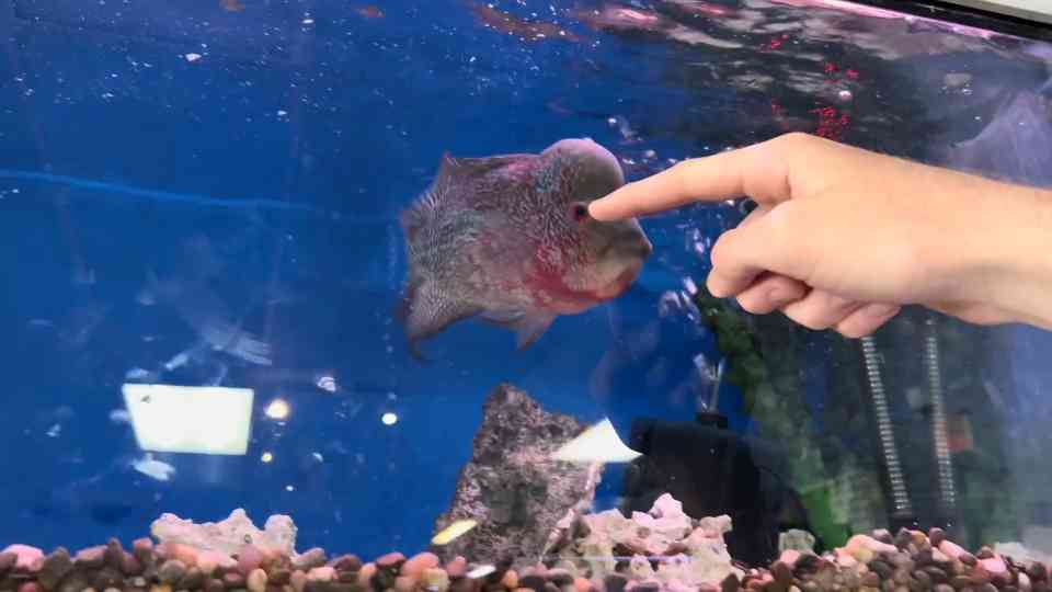This long tail Oscar was the dream fish we had never seen in person