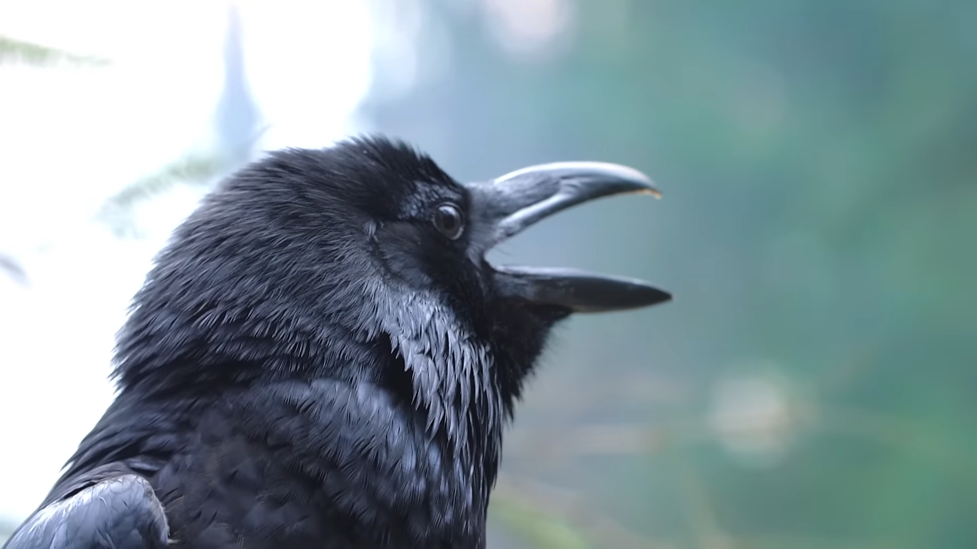 Watch a crow solve a puzzle like a 7-year-old child