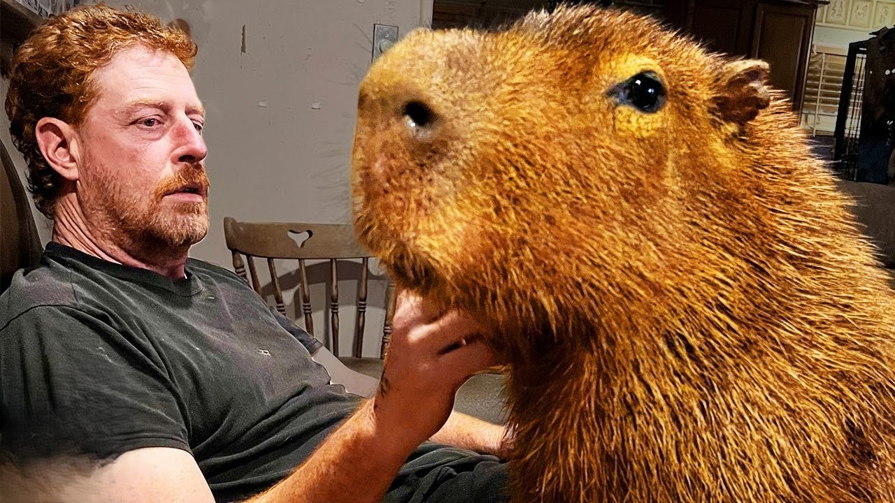 He was nervous and alone - now this capybara can’t take the smile off ...