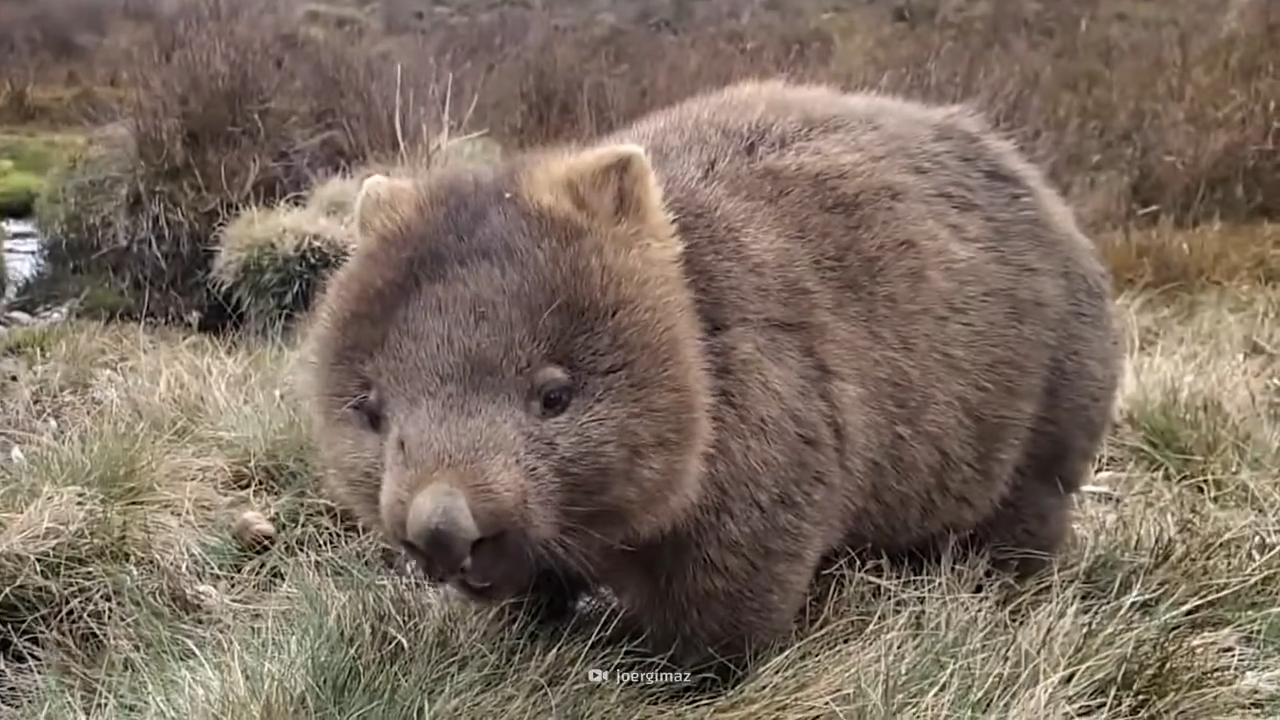 Watch what happens when a wombat drops perfect cube-shaped poop