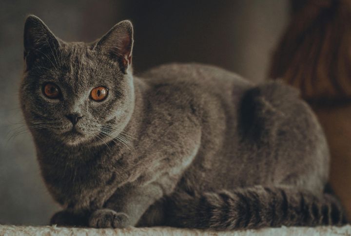 10 traits that set male and female cats apart