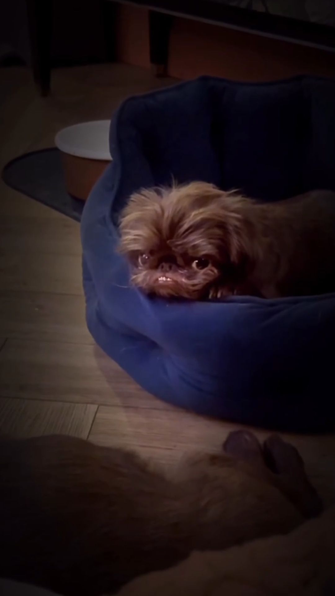 Found a strange creature in the house