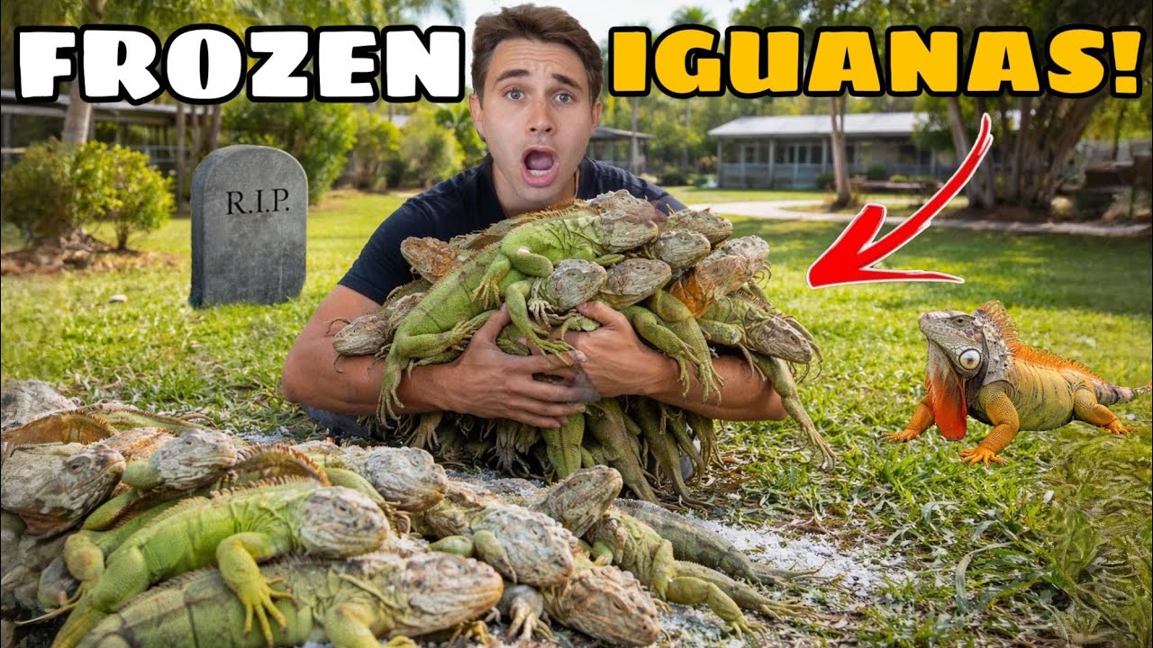 A cold snap leaves invasive iguanas frozen across Florida
