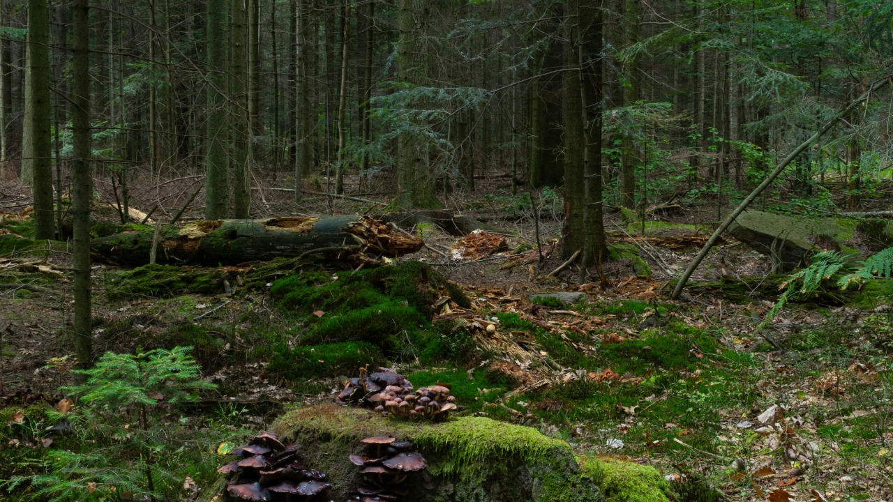 Archaeologists uncover perfectly preserved 1,000-year-old hillfort in ...