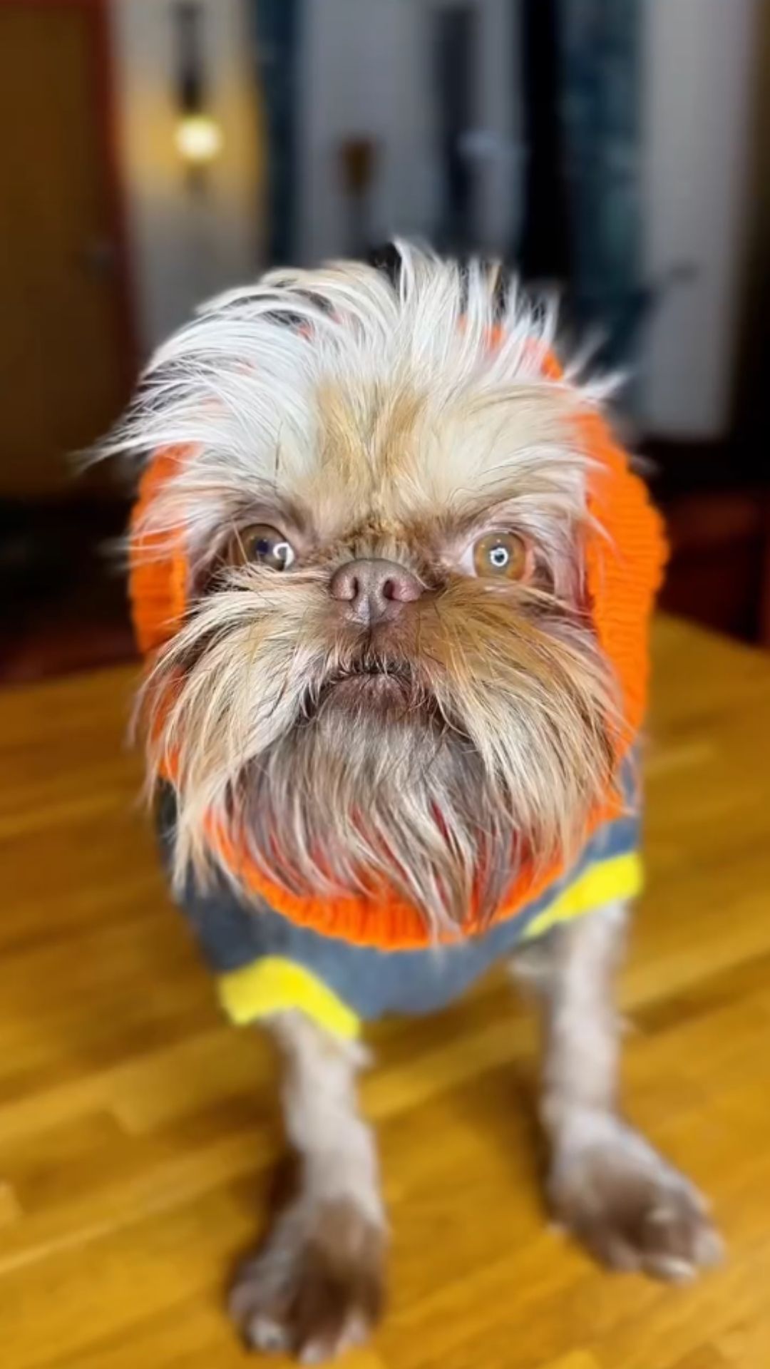 I don’t have one dog I have a gremlin committee