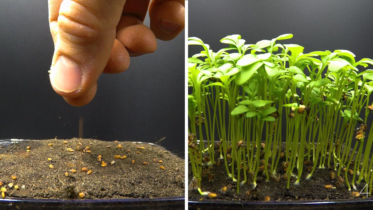 Mesmerizing garden cress growth time-lapse