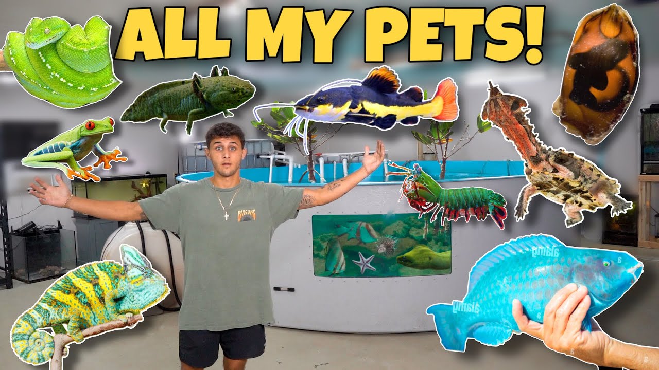 I'm back with my exotic pets update!🐍