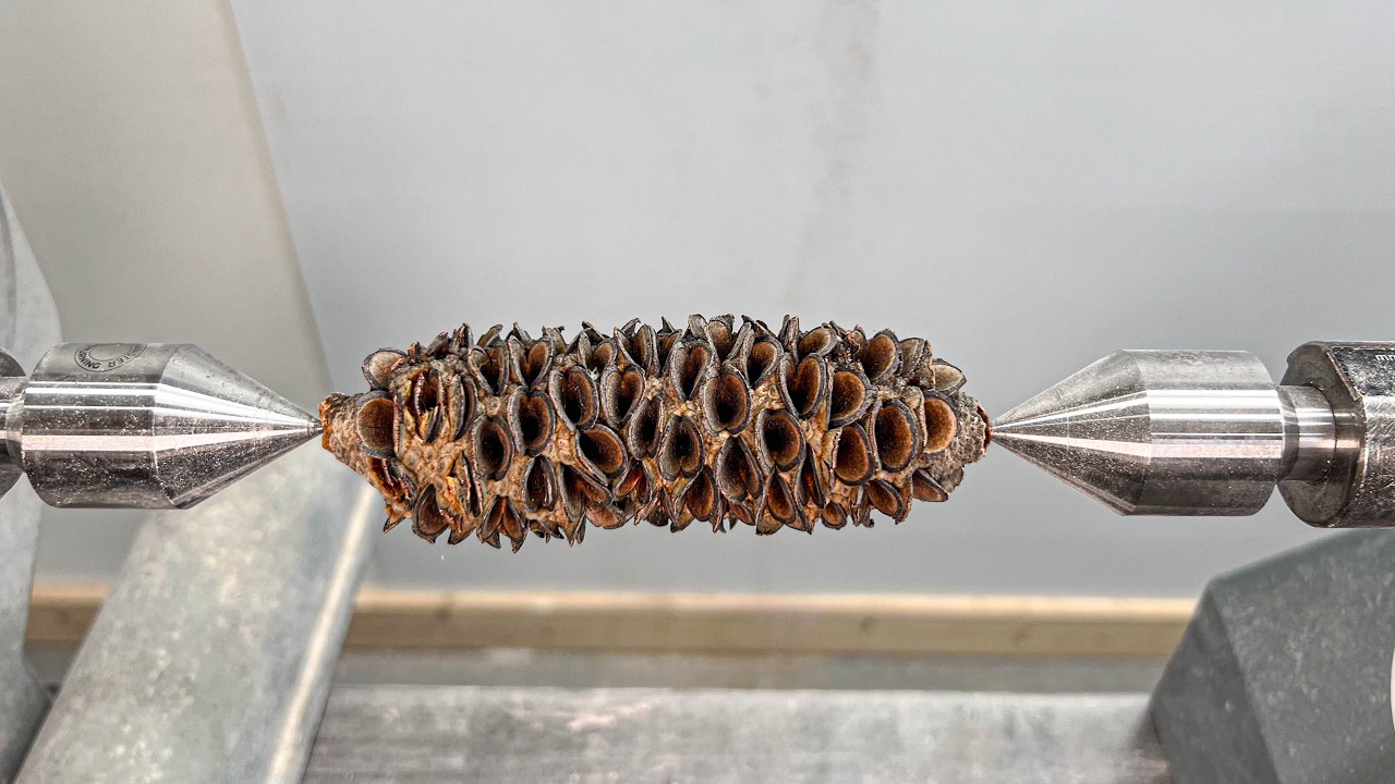 Woodturning - banksia nut to functional item
