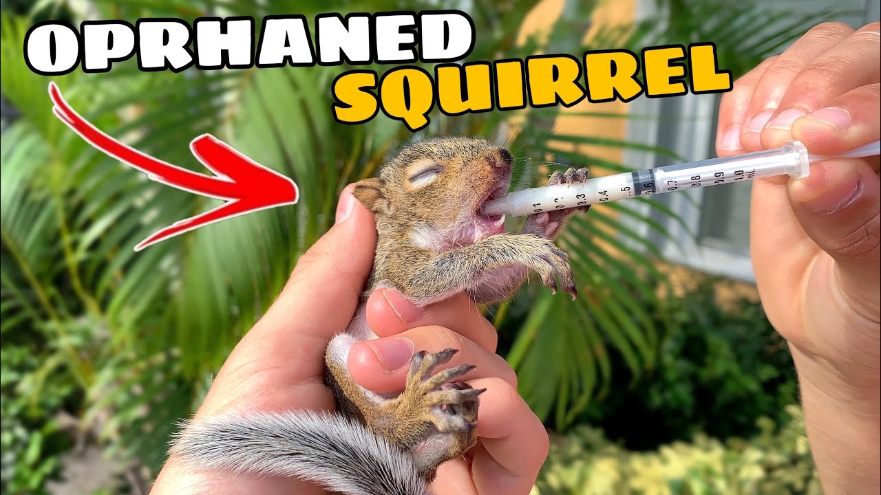 Abandoned squirrel: The challenges of rescue