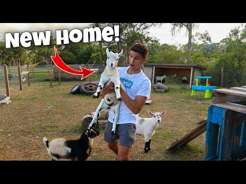 REHOMING My PET DWARF GOAT To PAULS FARM *What Happened?*