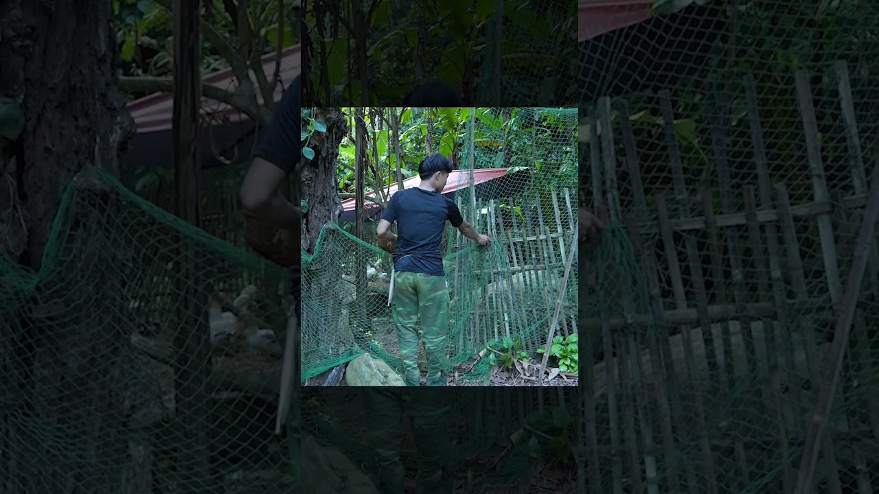 Raising ducks for 6 months until they lay eggs | Rural life in Vietnam