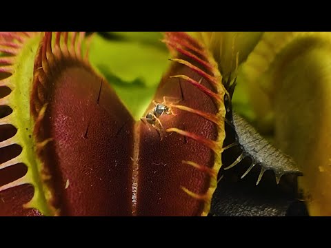 Venus flytrap vs ant