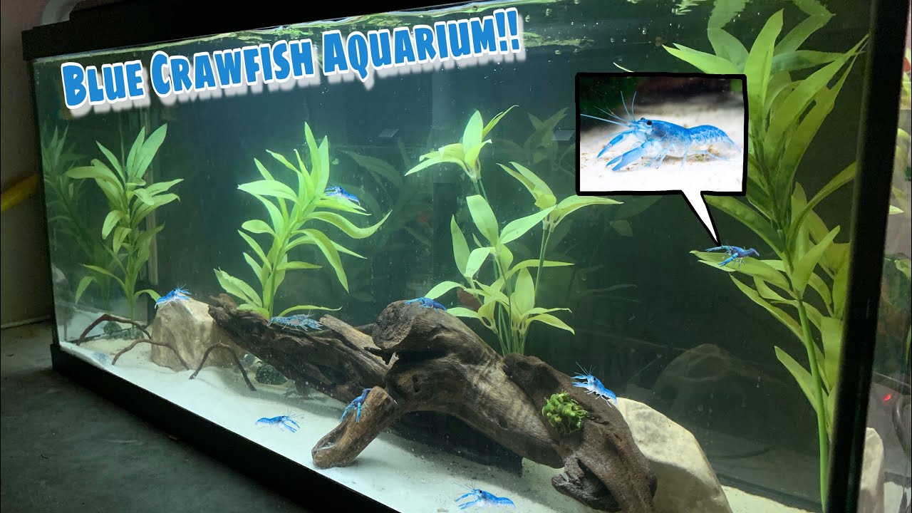 Translucent baby blue crawfish aquarium!