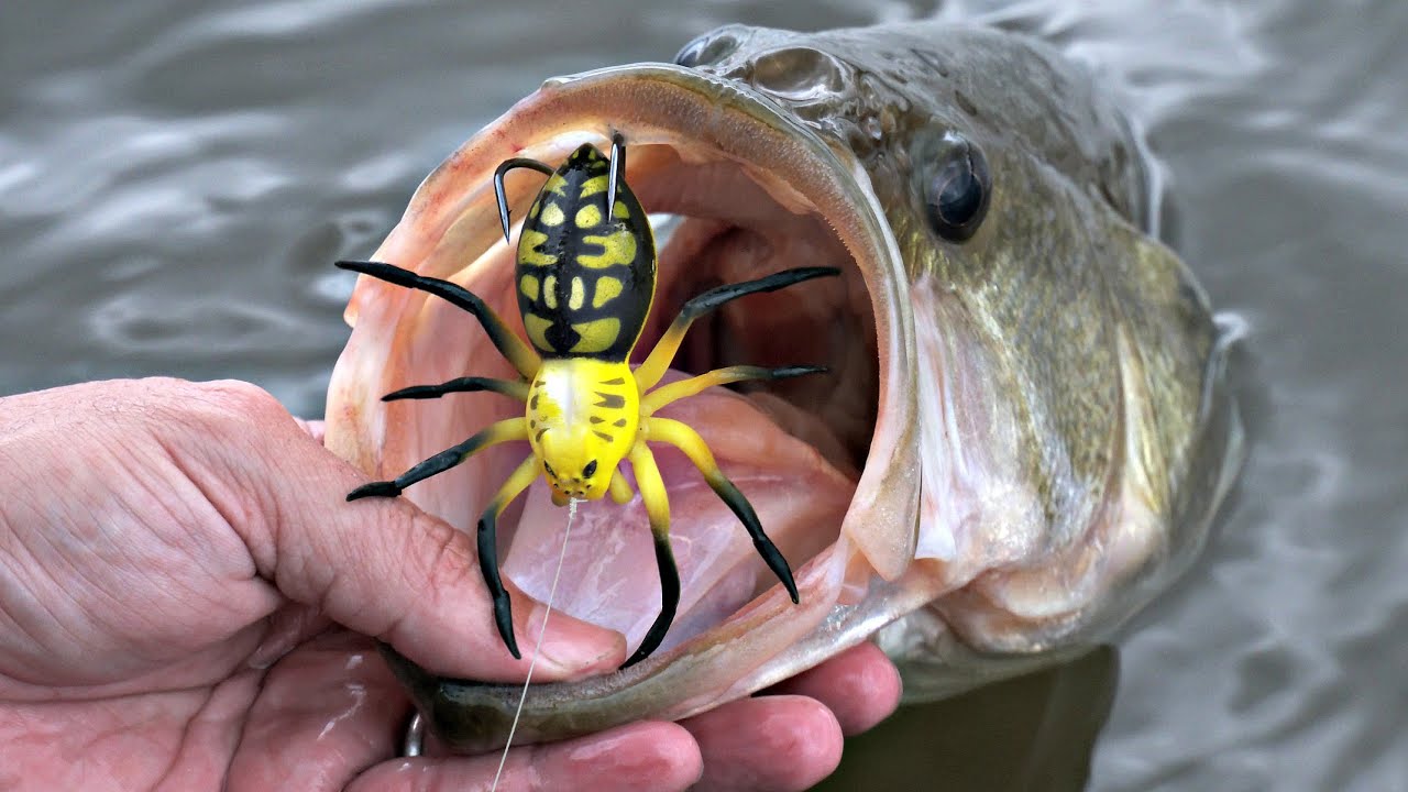 Bass love spiders!