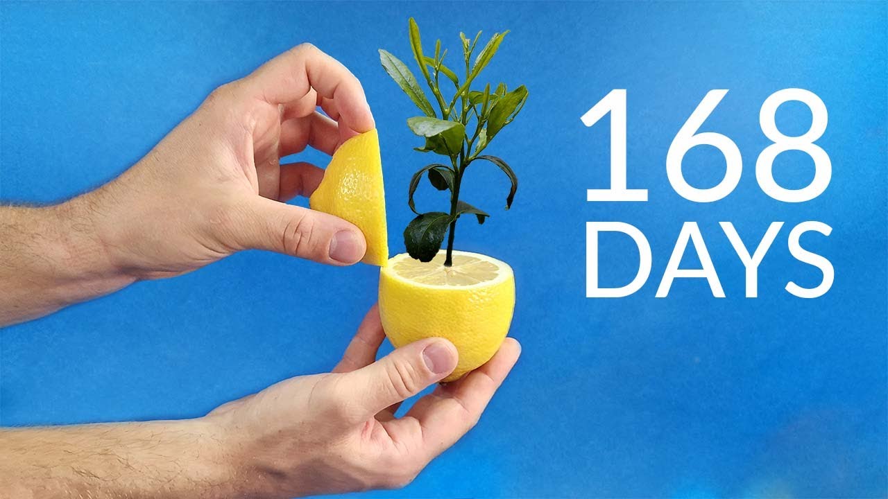 The magic of growth: Lemon tree in 168 days