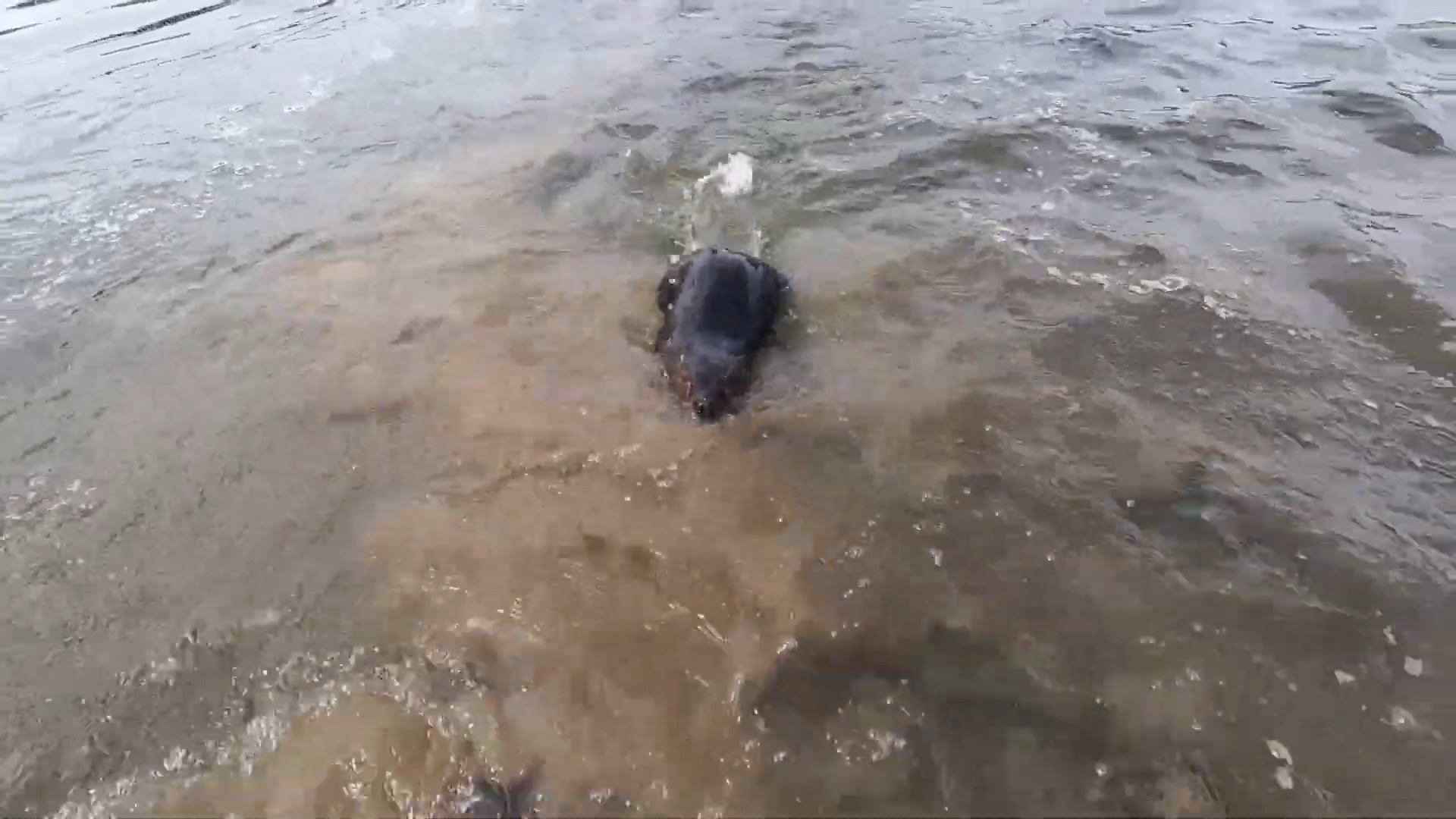 He got bit, panicked, then smacked the beaver in the head