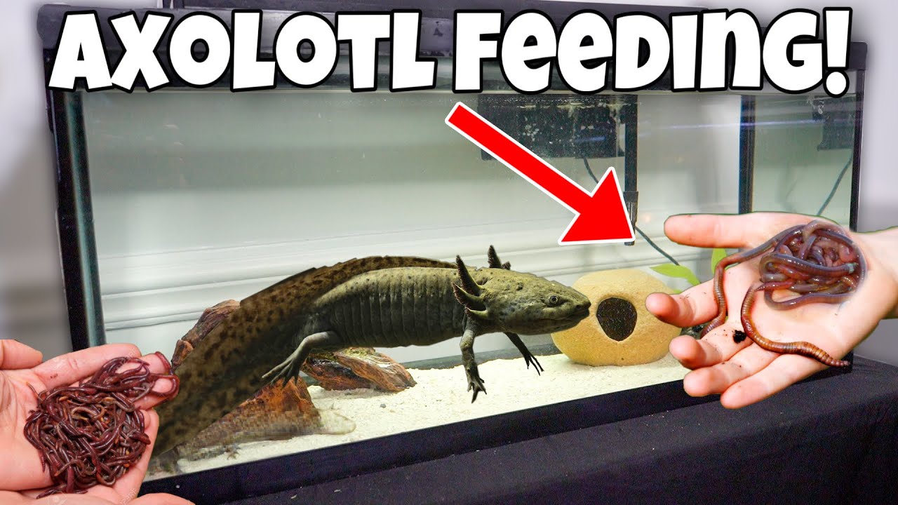 I just fed my axolotl massive worms! 🐍