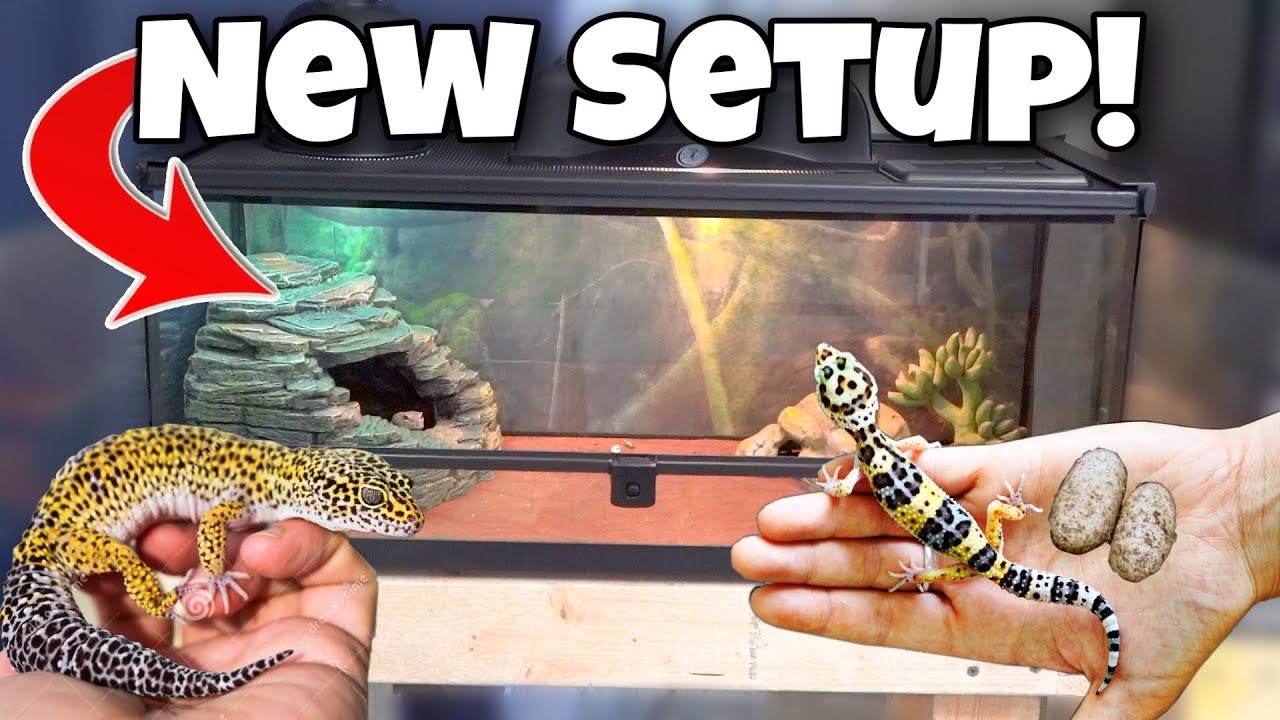 My leopard geckos new cage setup!