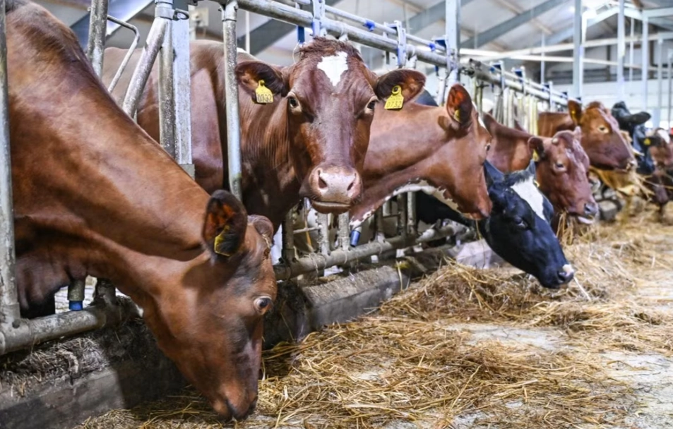 Russian fake news blames Ukraine for cattle disease in France