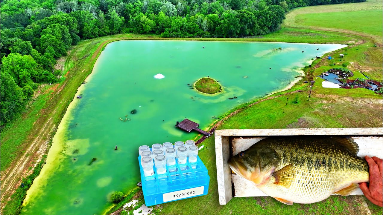 DNA testing tiger bass at the 5 acre pond!