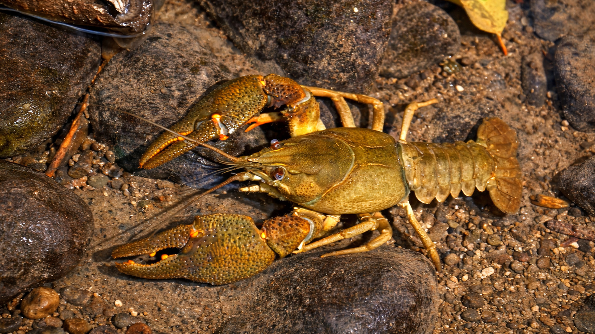 Este cangrejo de río alzó sus pinzas al verme