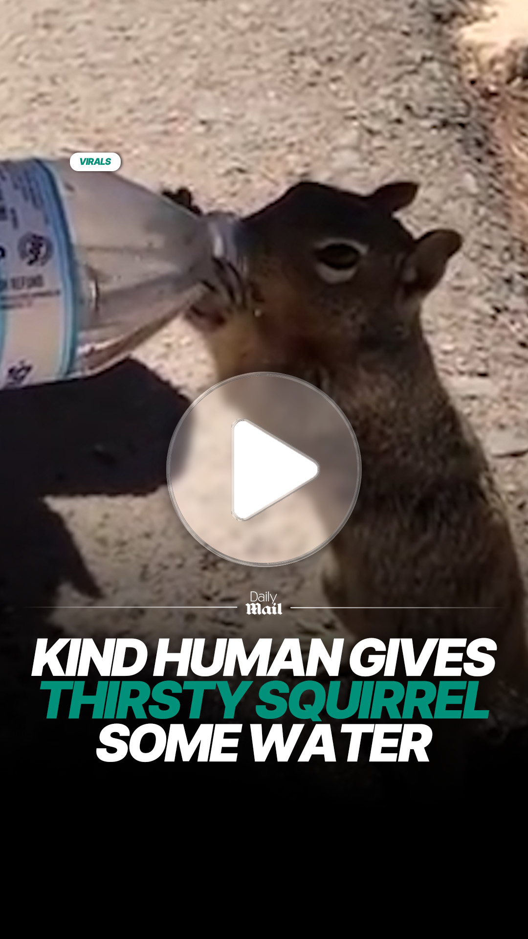 Person offers water to thirsty squirrel
