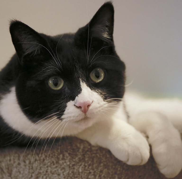 Meet Puddy: The mellow tuxedo cat who’s looking for love in Maine
