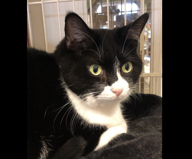 Meet Puddy: The mellow tuxedo cat who’s looking for love in Maine