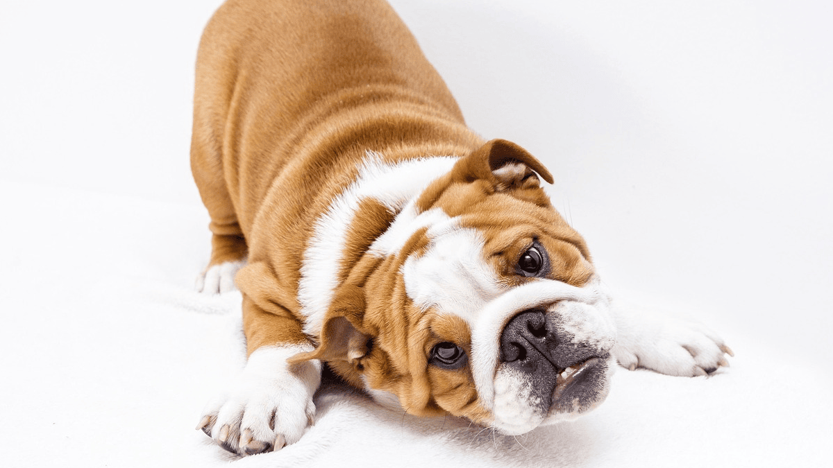 5 signs of silent stress in your dog that you mistake for joy