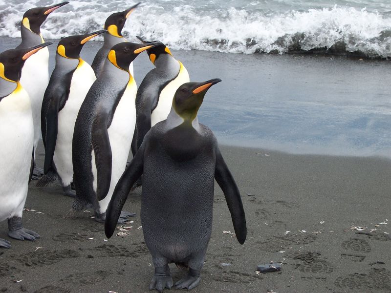 Photos of rare animal mutations
