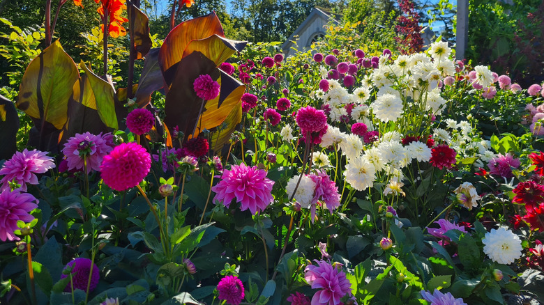 28 fastest-growing flowers to plant from seed for a flourishing garden
