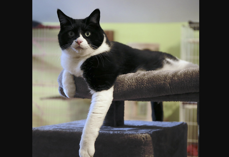 Meet Puddy: The mellow tuxedo cat who’s looking for love in Maine
