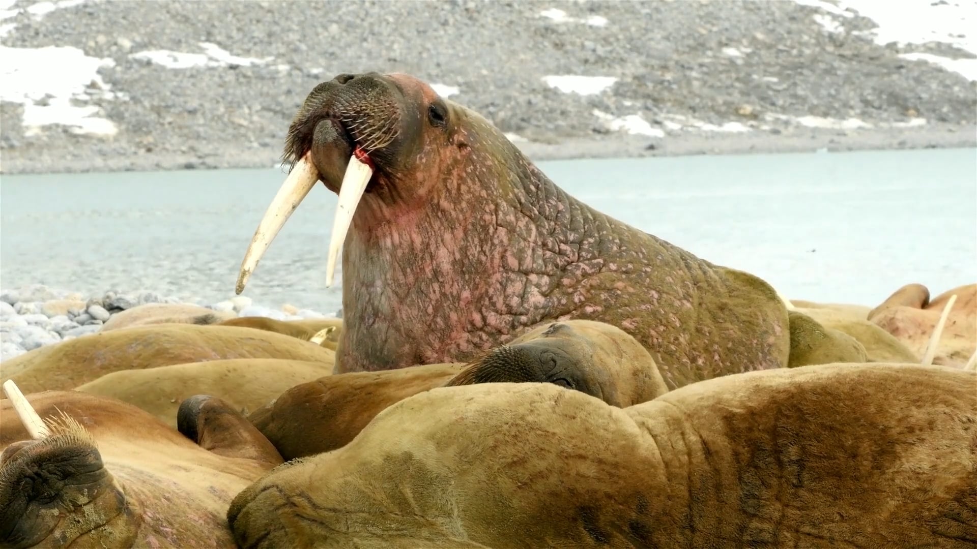 Footage of the walrus: The Arctic 'tooth walker' up close