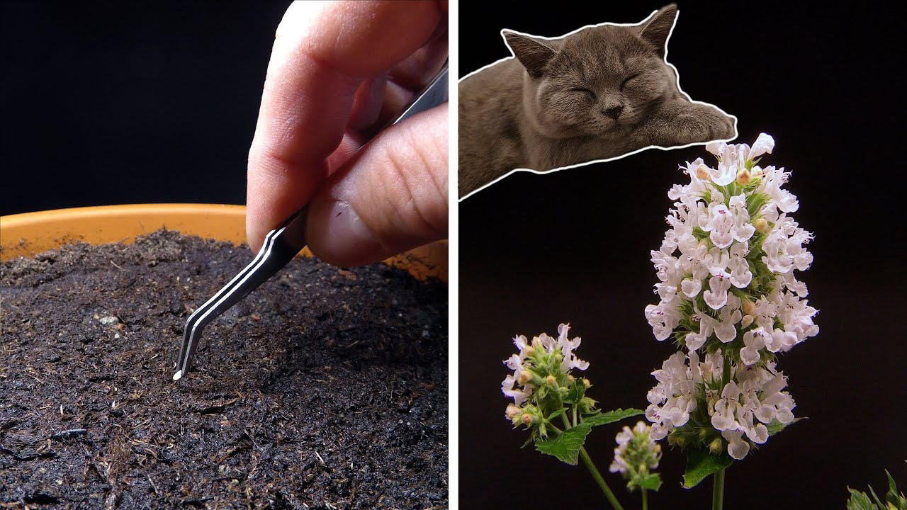 Growing catnip time lapse - seed to flower in 56 days