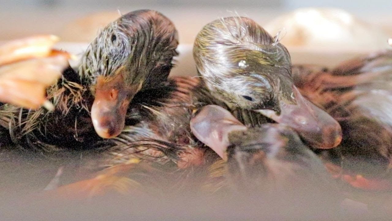 Our 2nd attempt at hookbill hatching eggs 🐥